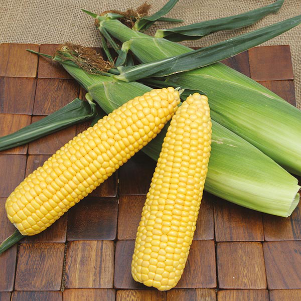 Sweet Corn Super Start ACX SS7403RY F1 Seeds|Mr Fothergill's Vegetable ...