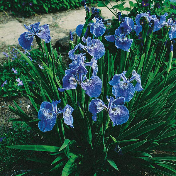 Iris setosa ssp. Canadensis Seeds from Mr Fothergill's Seeds and Plants