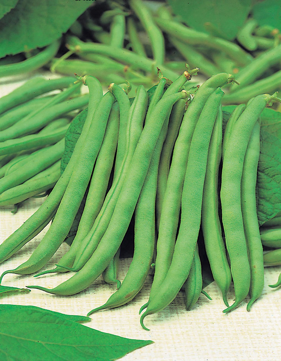 Dwarf Bean Tendergreen|Mr Fothergill's Vegetable Seeds