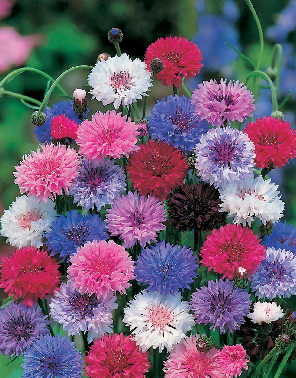 Cornflower Tall Mixed Seeds from Mr Fothergill's Seeds and Plants