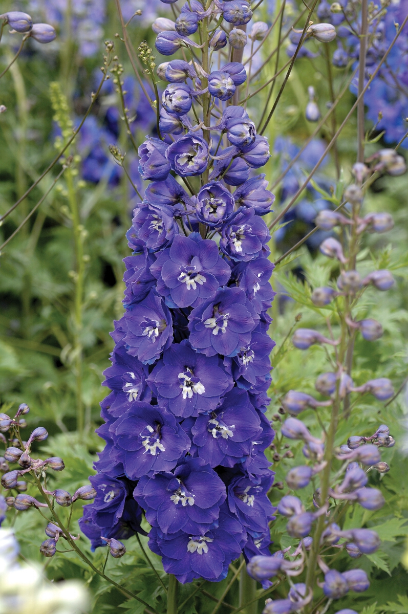 1000+ images about delphinium on Pinterest | Delphiniums, Perennials ...