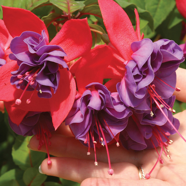 Giant Trailing Fuchsia Cecile Young Plants from DT Brown Seeds