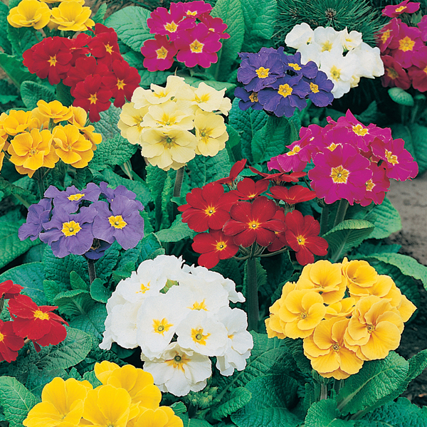 Polyanthus Crescendo Mixed F1 Flower Plants from DT Brown Seeds