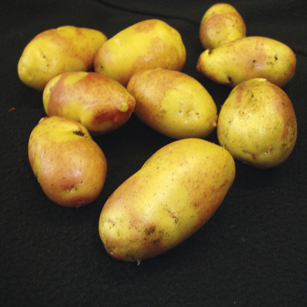 Seed Potato Inca Bella D T Brown Seed Potatoes