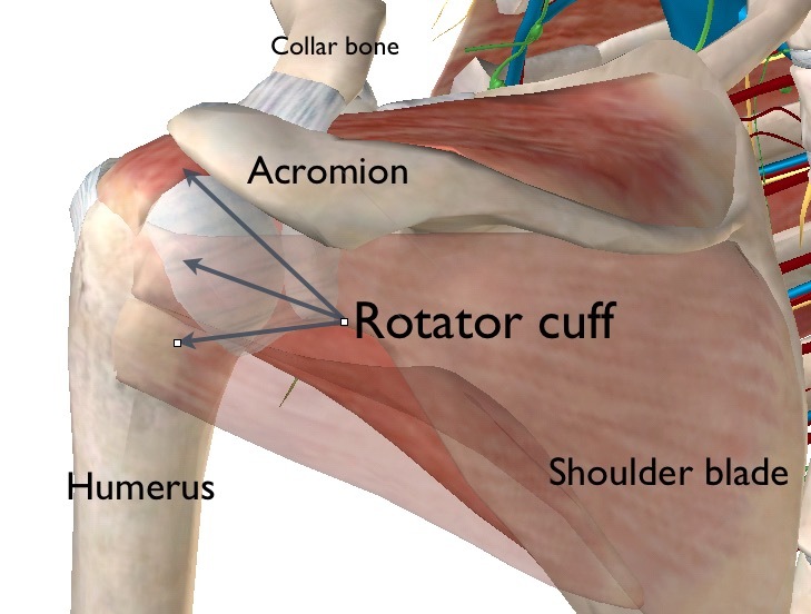New Developments in the Treatment of Rotator Cuff Disease