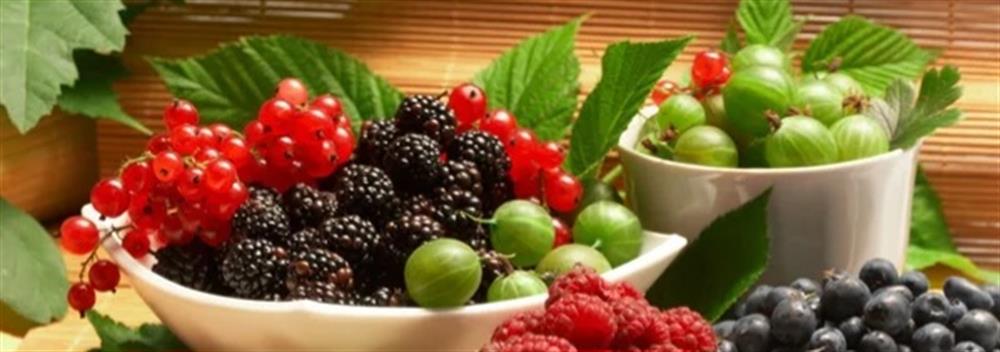 Community hub and heirloom fruit garden