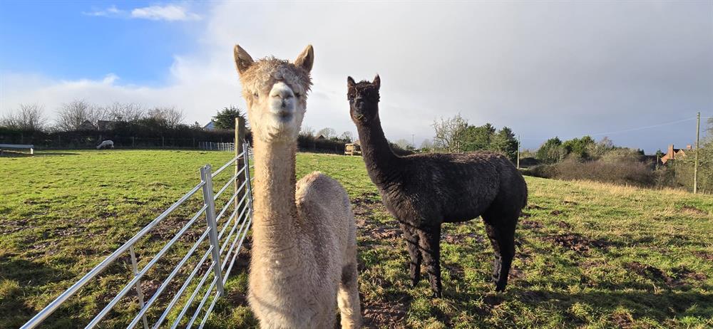 Community Orchard at Blossom Barns