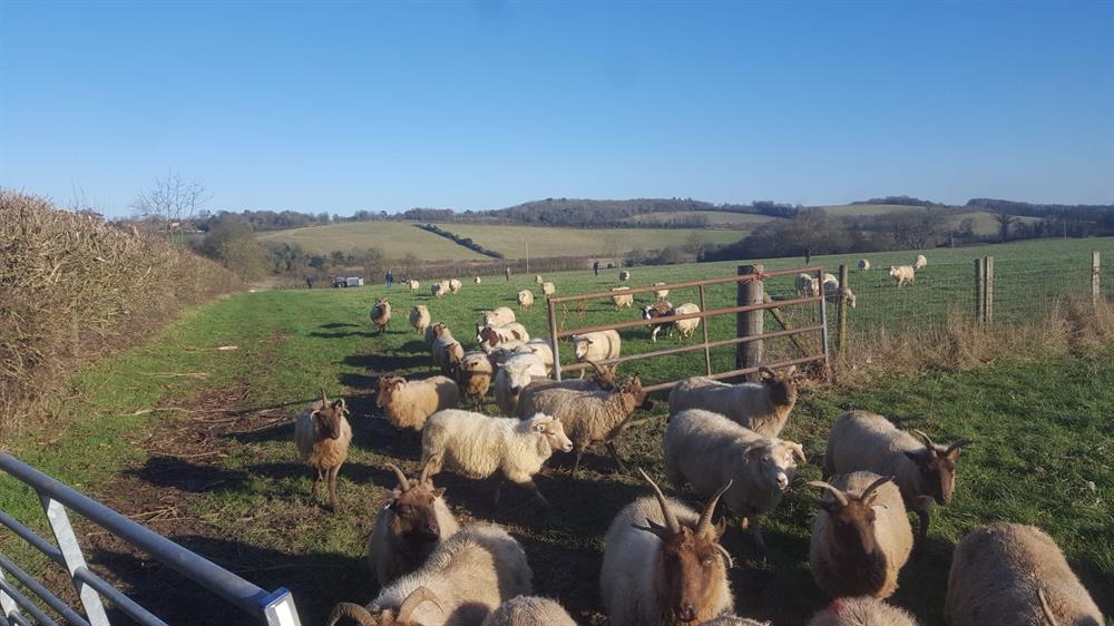 Junior Community Farmers at Perry Court