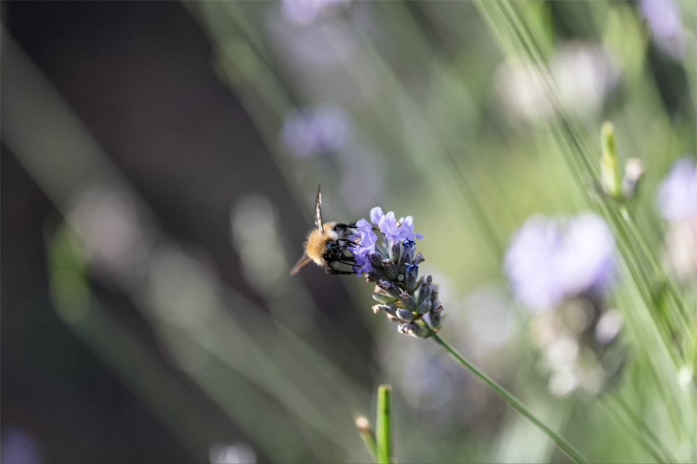 Bee-Spoke Learning Centre