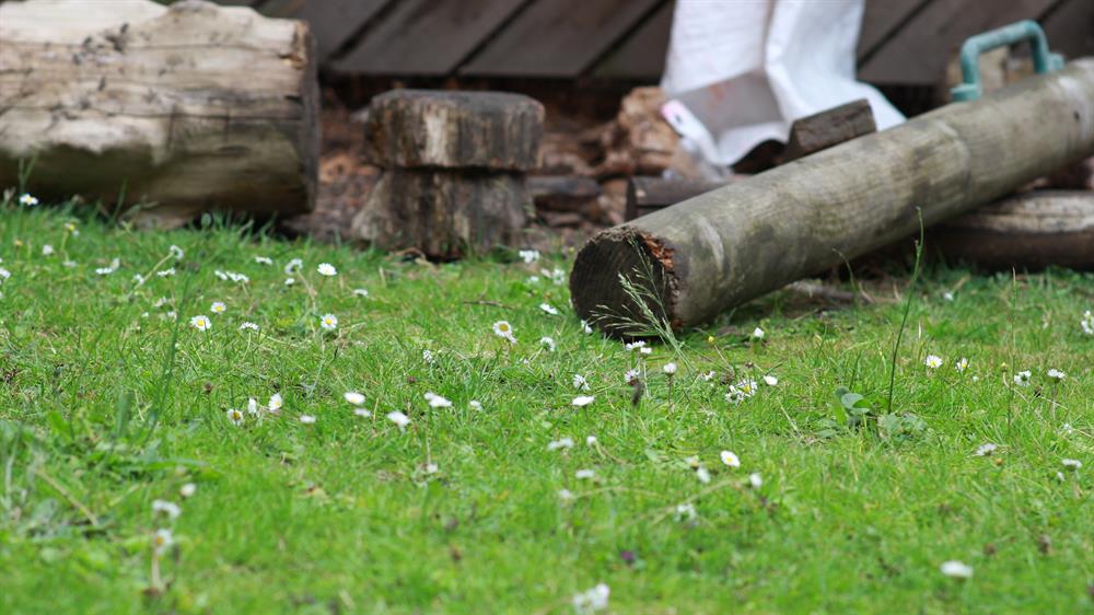 Growing our Forest Garden at Mosspits