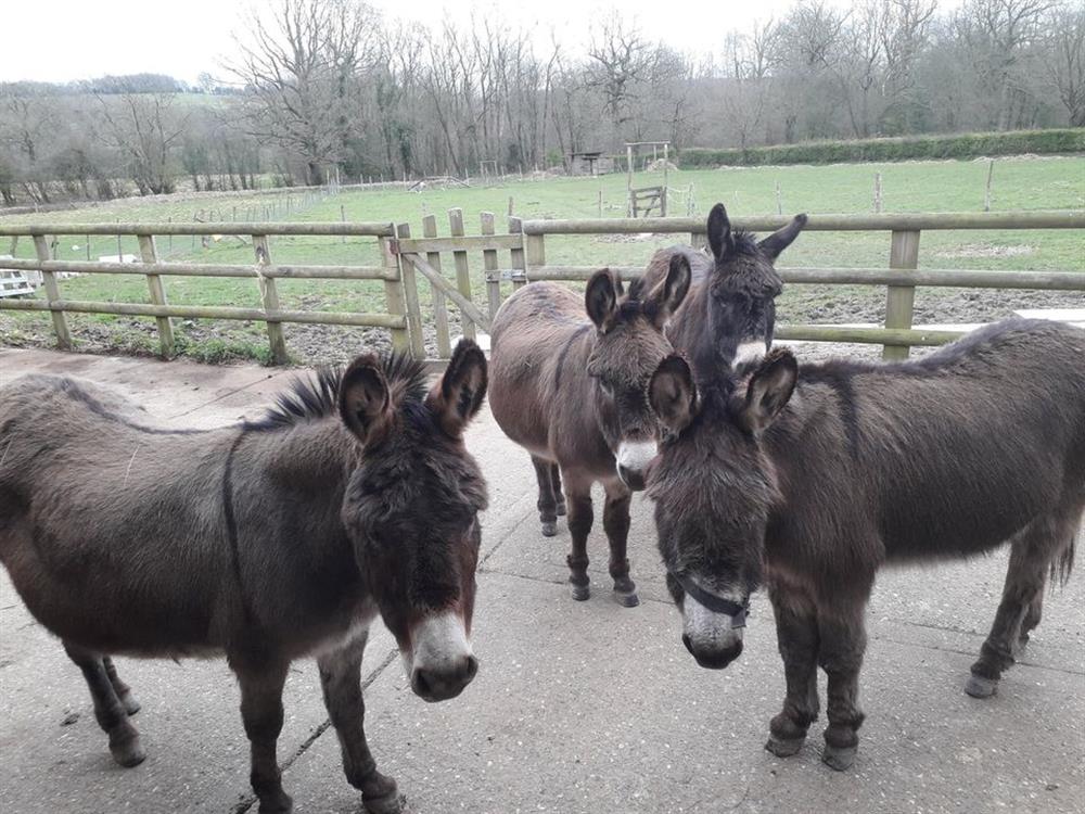 Easy access for all donkey stables