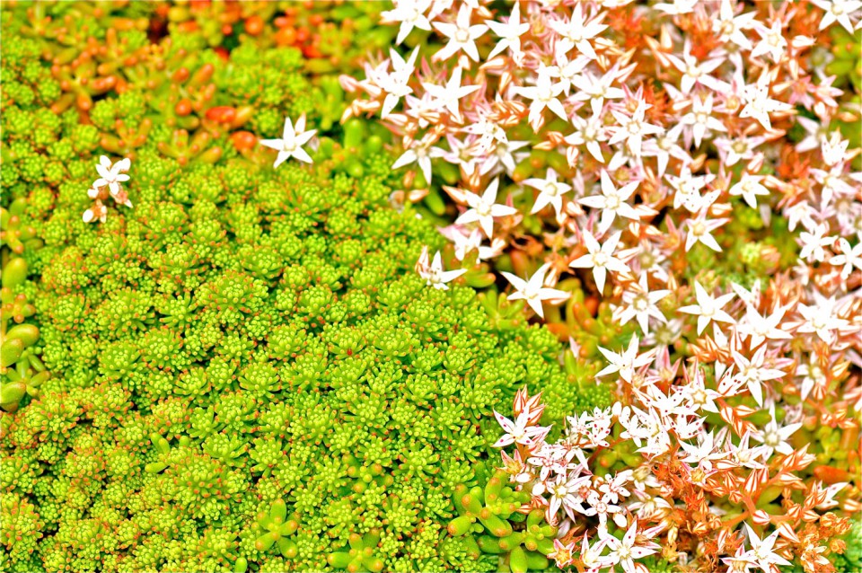 SEDUM BLANKETS by Eco Green Roofs