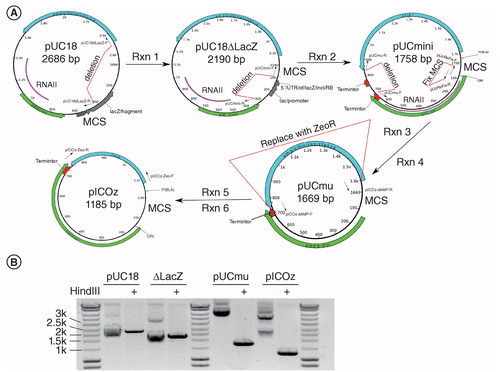Puc18 Plasmid Map