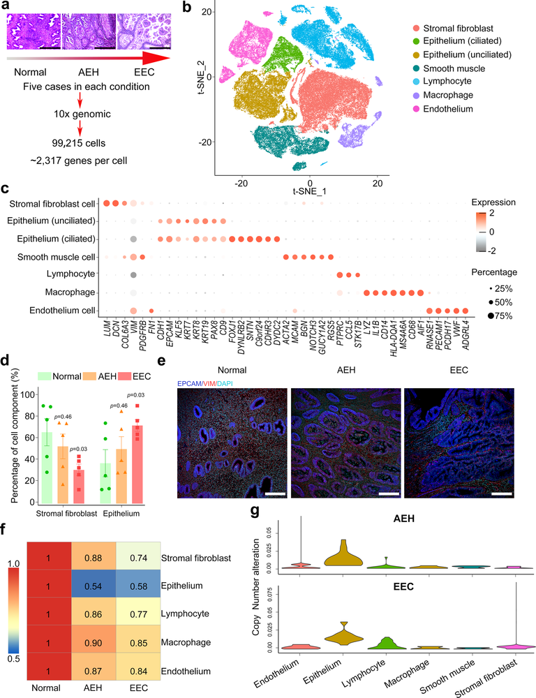 Single Cell Transcriptomic Analysis Highlights Origin And Pathologic