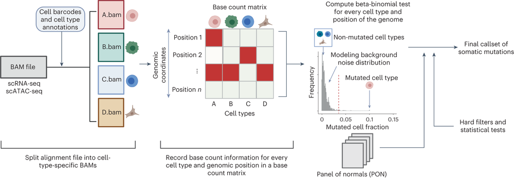 De Novo Detection Of Somatic Mutations In High Throughput Single Cel