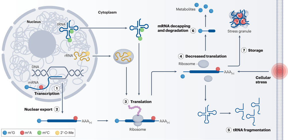 Rna Modifications In Physiology And Disease Towards Clinical Applic