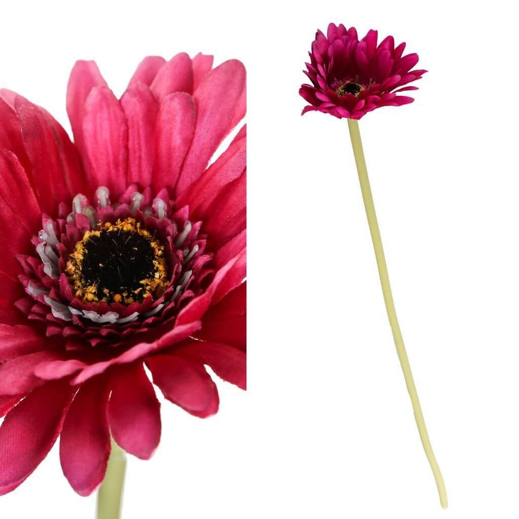 Gerbera bloem fuchsia | Coppens Warenhuis