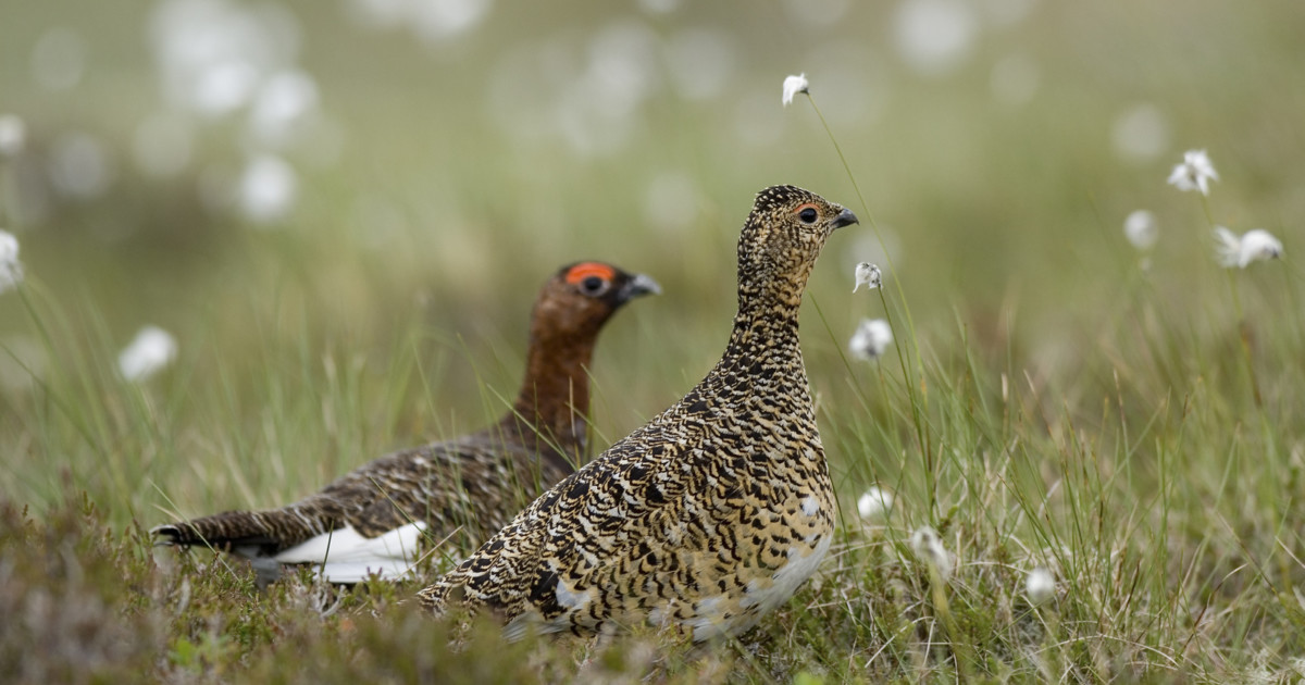 Fugl - Jakt og fiske - Statskog