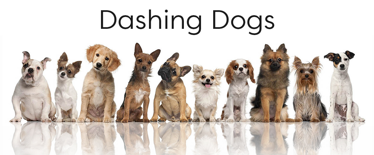 Om oss - Dashing Dogs