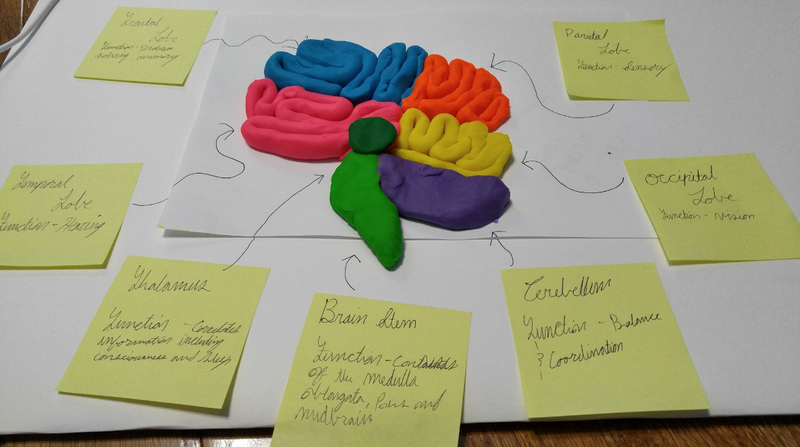 Using Play-Doh In Biopsychology Lessons | tutor2u