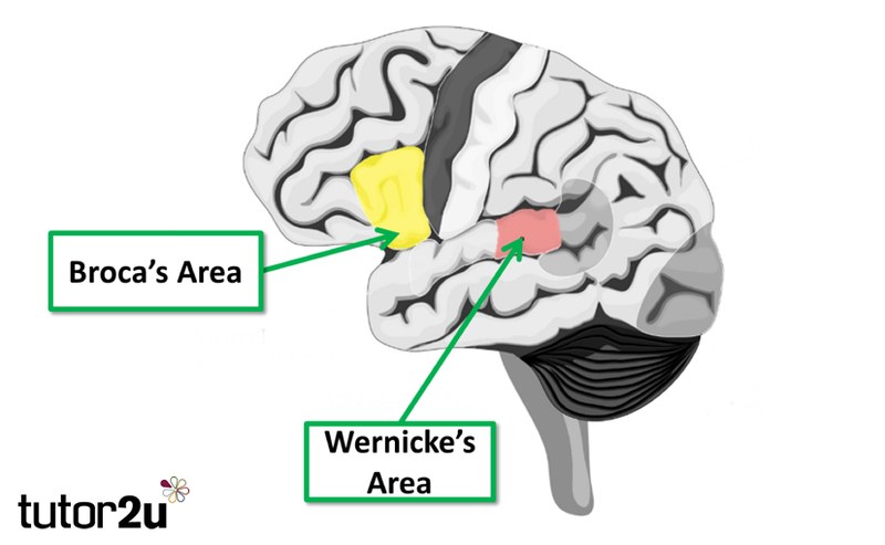 Biopsychology: Language Centres: Wernicke’s Area | tutor2u