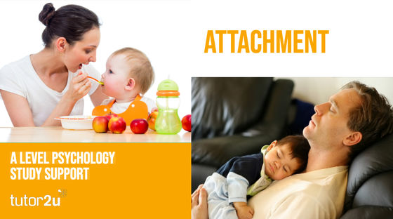 Attachment | Psychology | tutor2u