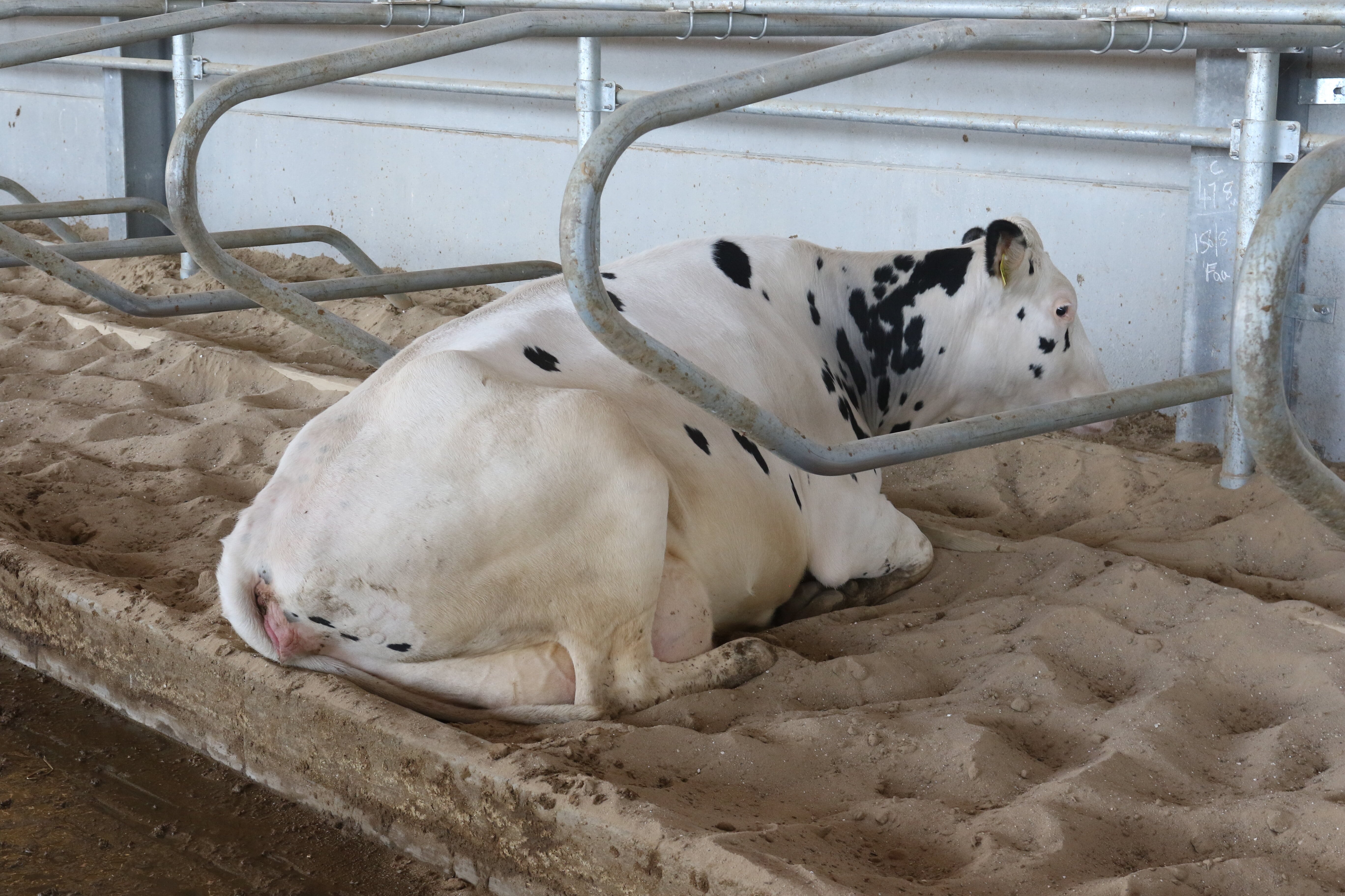 Elite Sand Cubicles - Teemore Engineering - Livestock Housing Specialists