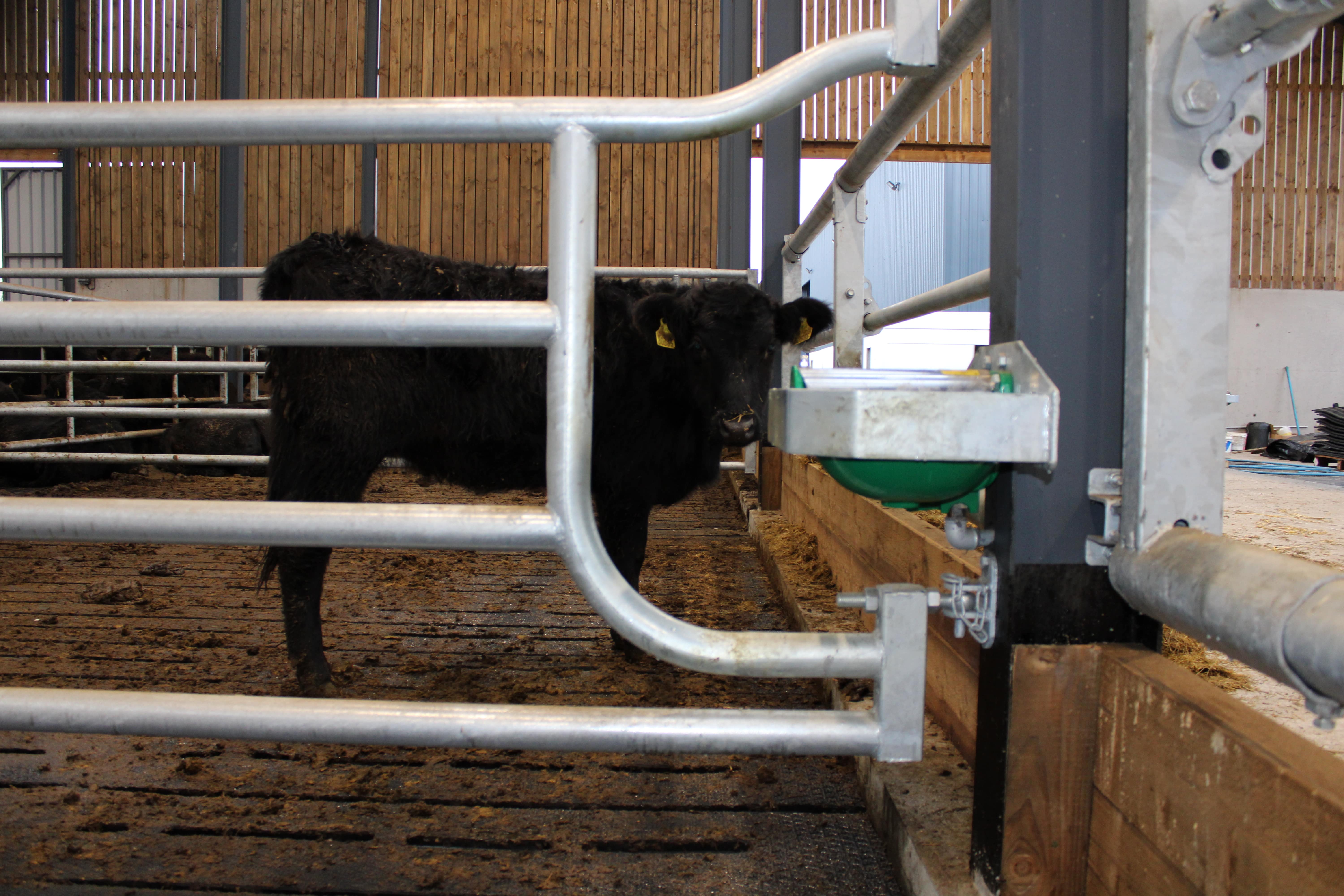 Maximising Efficiency and Animal Welfare: State-of-the-Art Calf to Beef ...