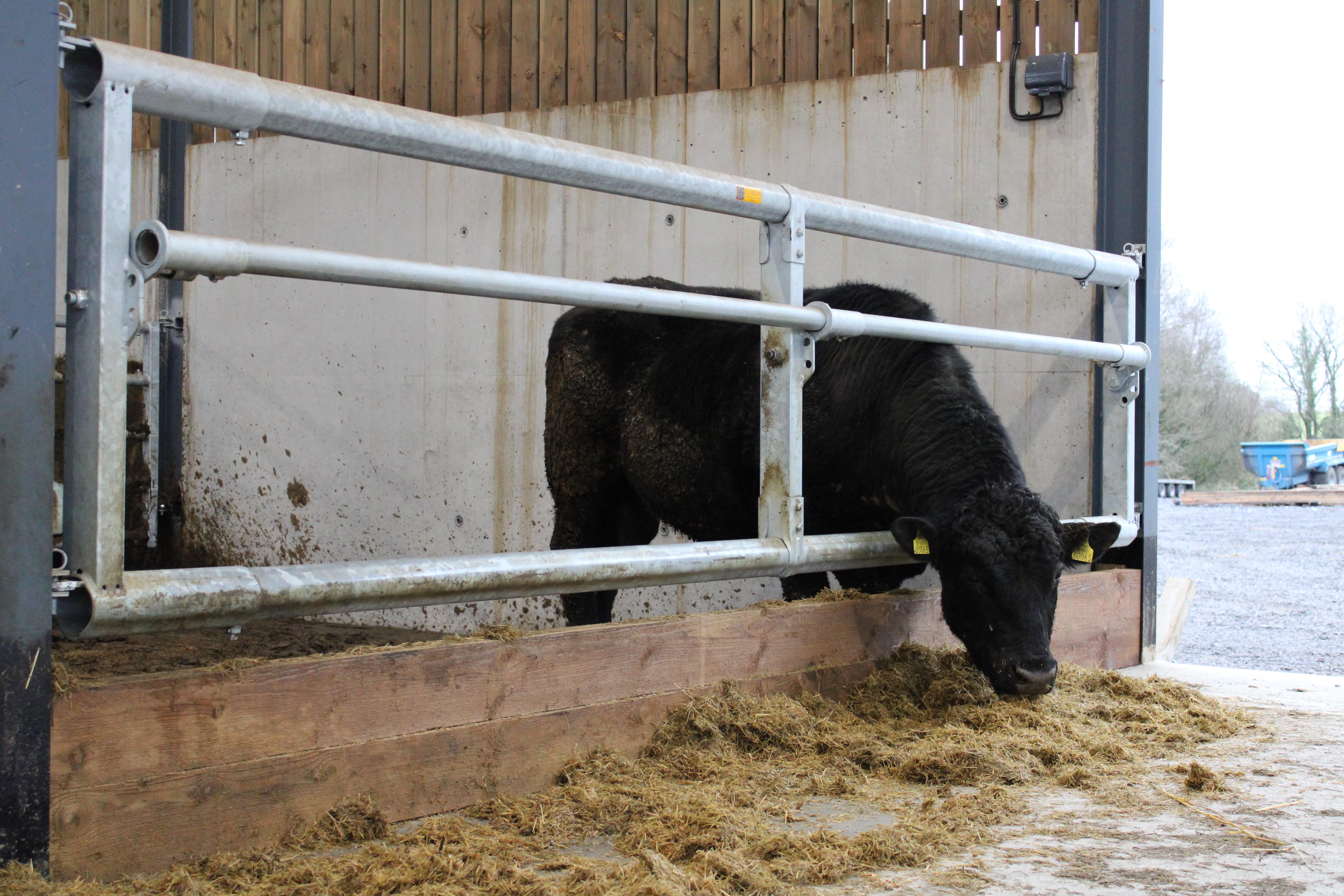 Maximising Efficiency and Animal Welfare: State-of-the-Art Calf to Beef ...