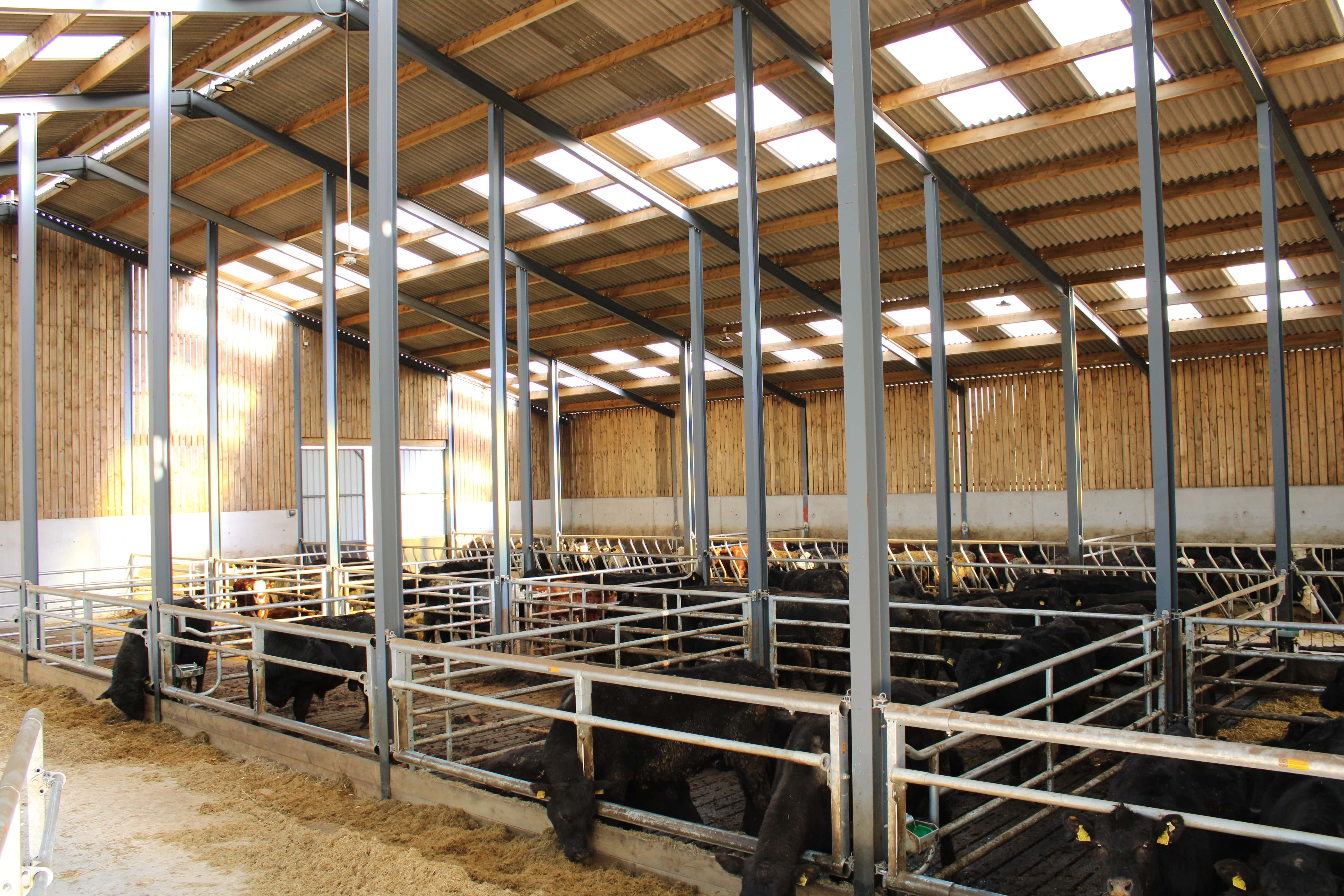 Maximising Efficiency and Animal Welfare: State-of-the-Art Calf to Beef ...