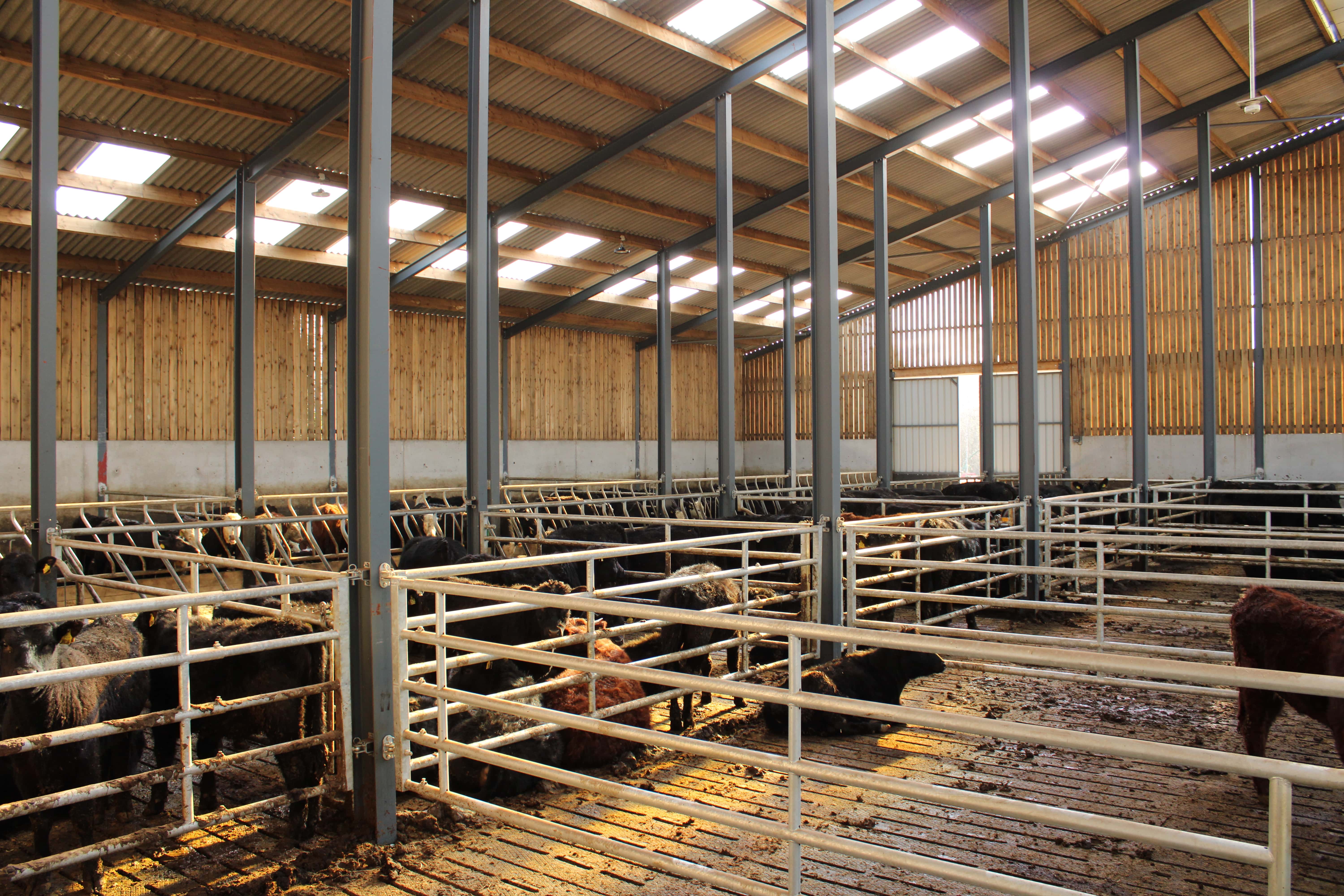 Maximising Efficiency and Animal Welfare: State-of-the-Art Calf to Beef ...
