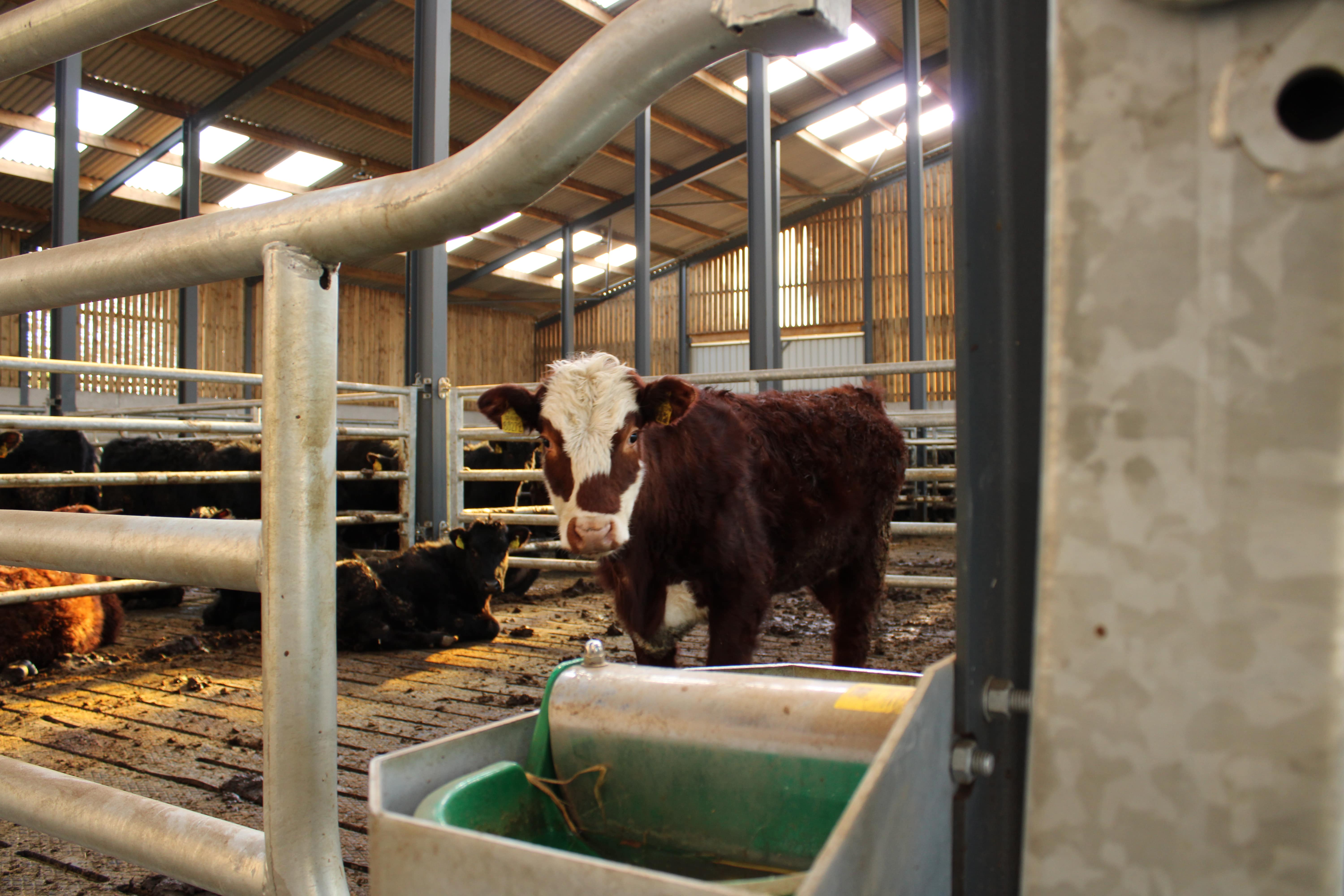 Maximising Efficiency and Animal Welfare: State-of-the-Art Calf to Beef ...