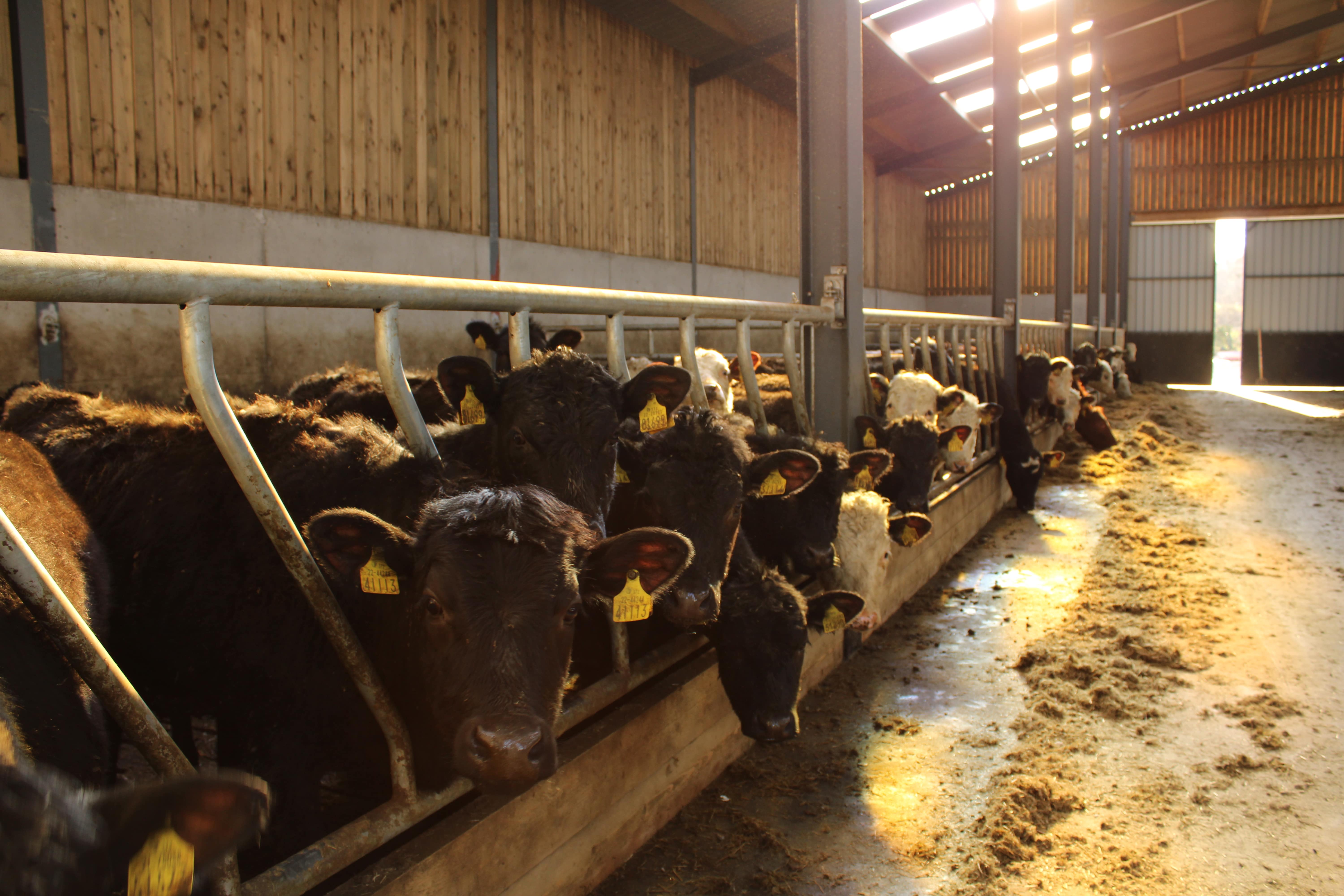 Maximising Efficiency and Animal Welfare: State-of-the-Art Calf to Beef ...