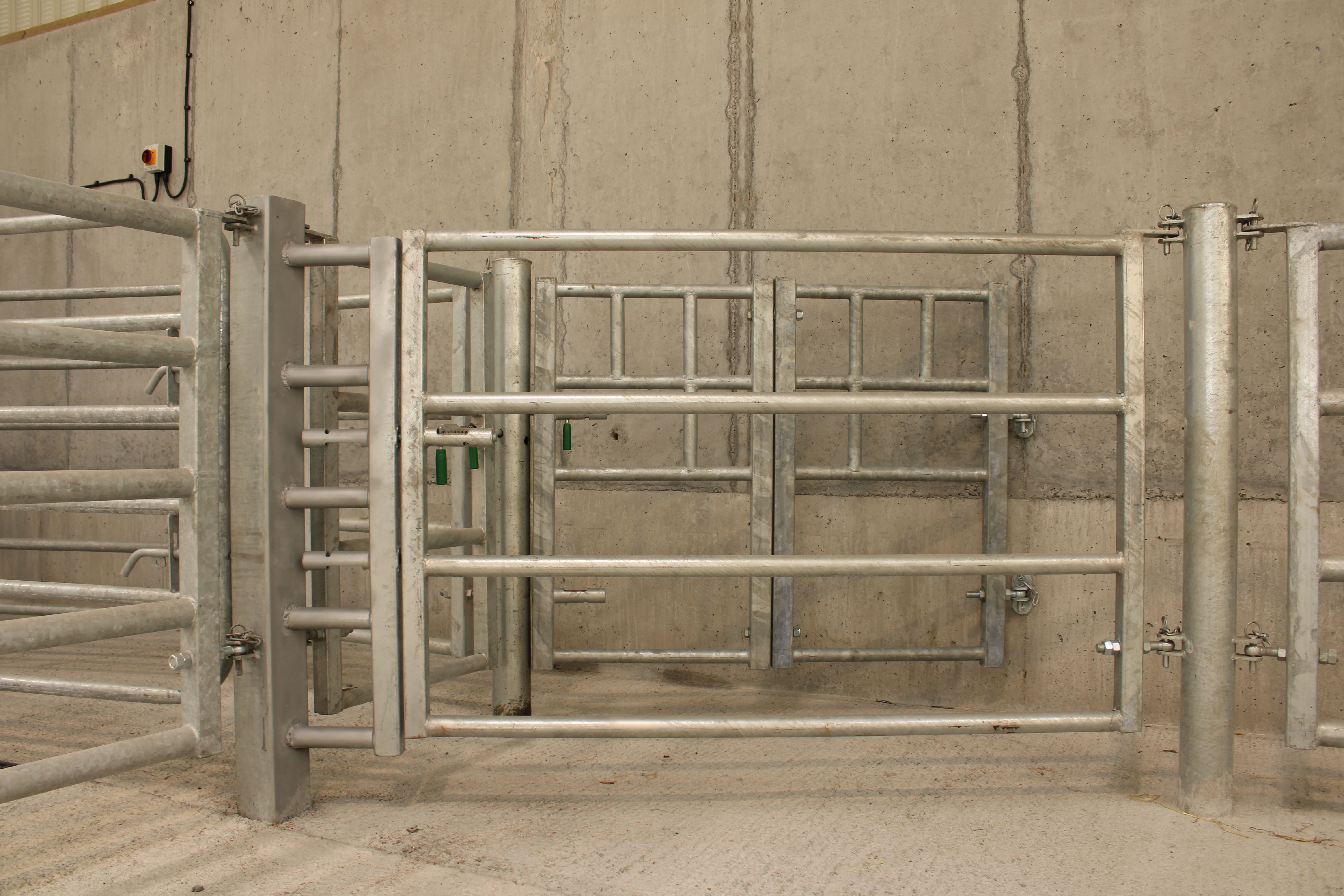 Enhancing Accessibility and Optimal Cattle Handling: A Show Cattle ...