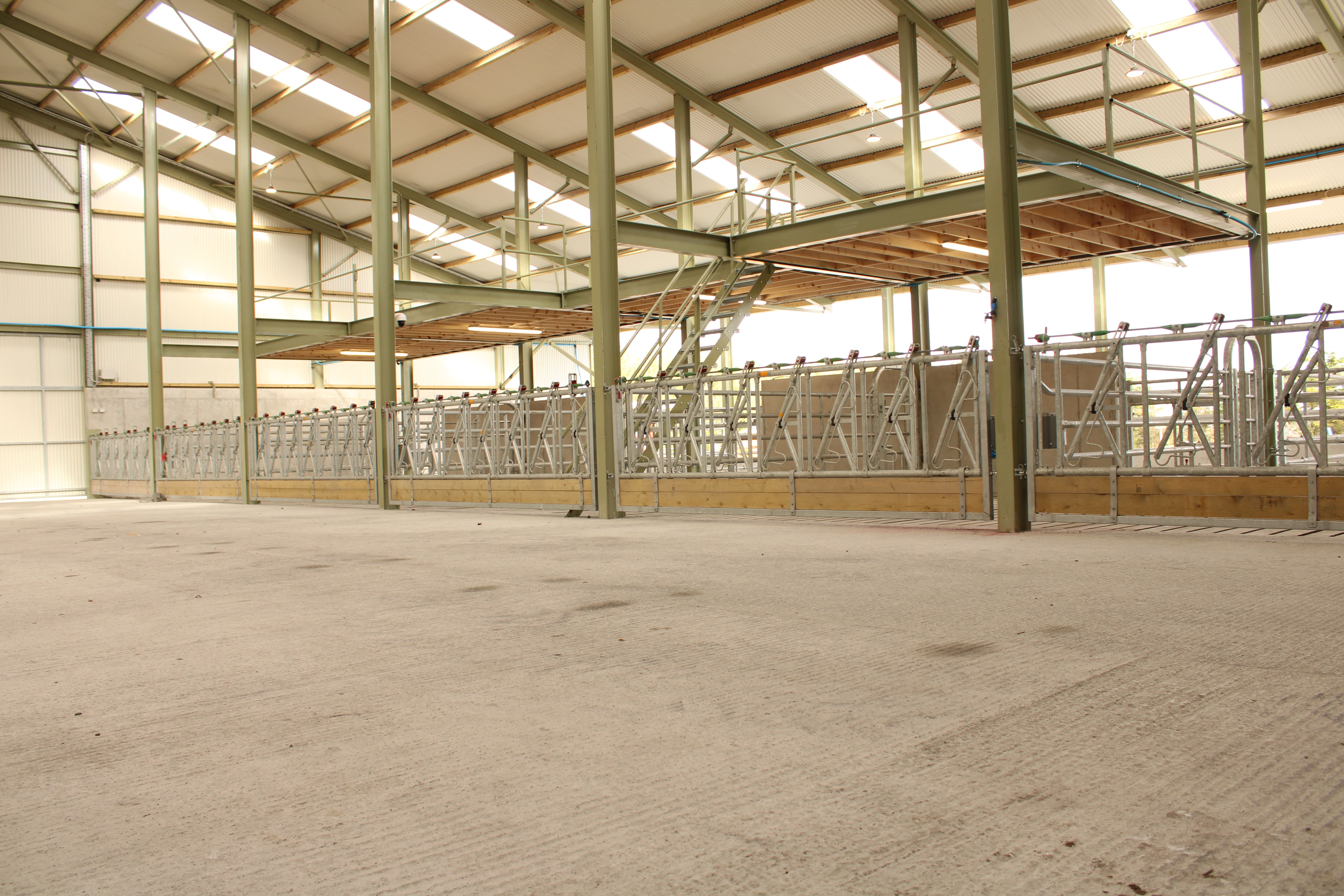 Enhancing Accessibility and Optimal Cattle Handling: A Show Cattle ...