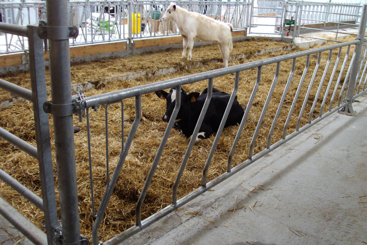 Calf Diagonal Barrier - Teemore Engineering - Livestock Housing Specialists