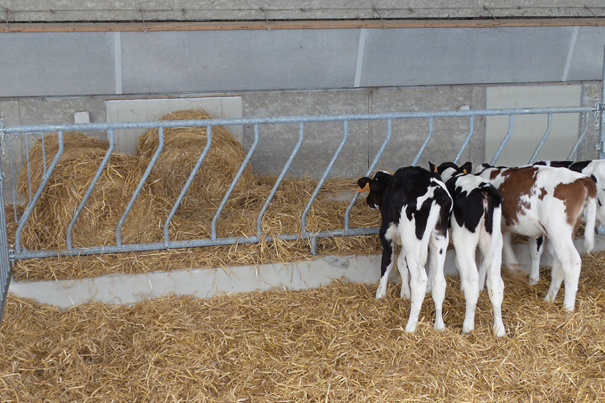 Calf Diagonal Barrier - Teemore Engineering - Livestock Housing Specialists