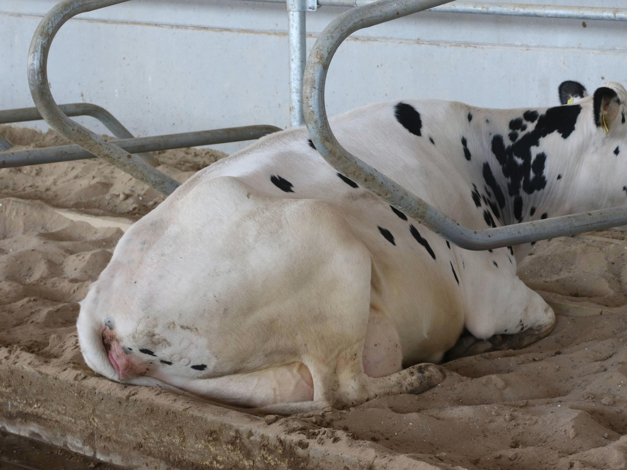 5 Bar Short Calf Creep End - Teemore Engineering - Livestock Housing ...