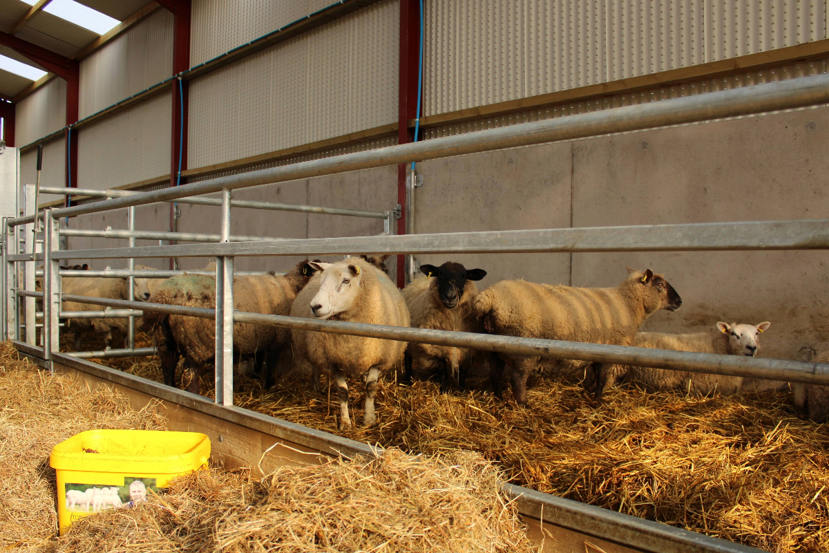 Sheep Adjustable Feed Barrier - Teemore Engineering - Livestock Housing ...