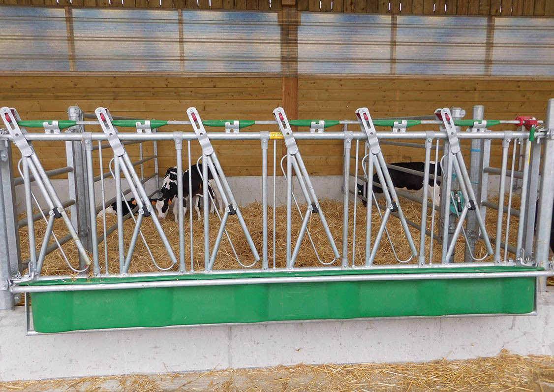 Calf Headlocks - Teemore Engineering - Livestock Housing Specialists