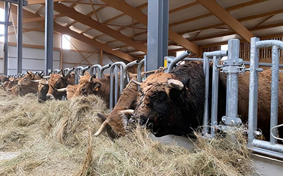 Jourdain Feston Headlock - Teemore Engineering - Livestock Housing ...