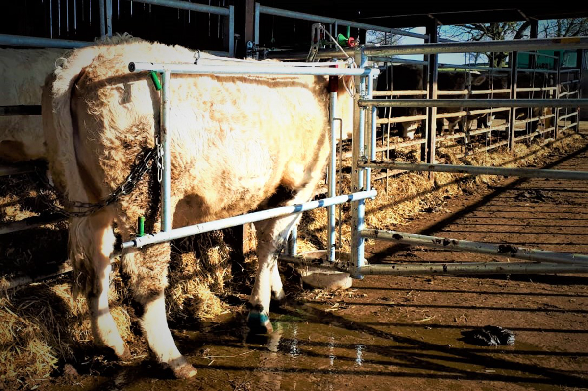 3 in 1 Calving Gate - Teemore Engineering - Livestock Housing Specialists