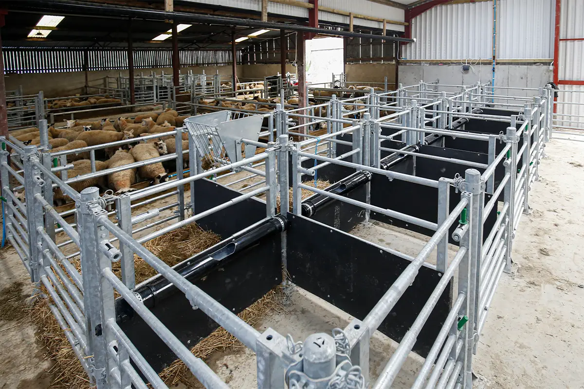 Bespoke Sheep Facilities - Teemore Engineering - Livestock Housing ...