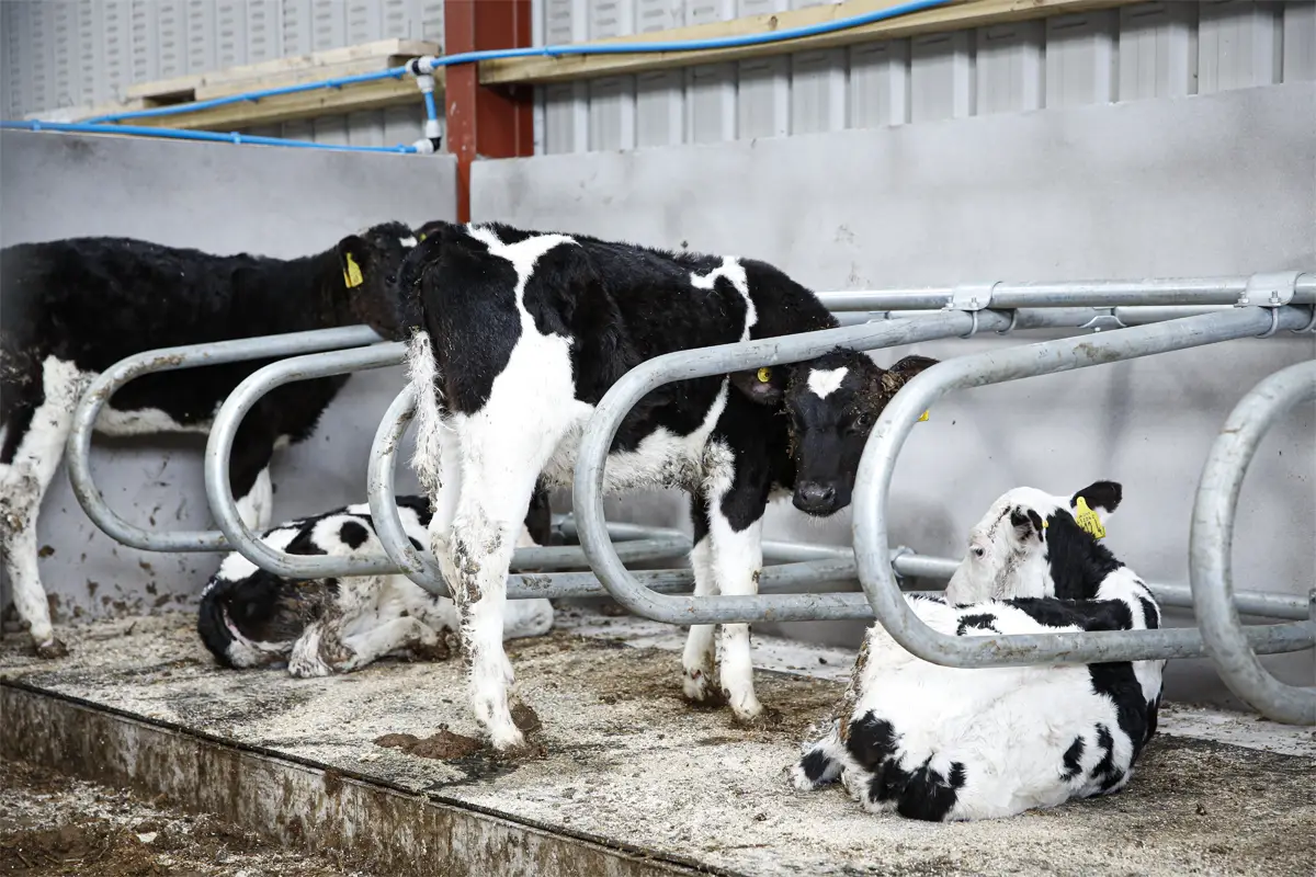 Cow Cubicles - Teemore Engineering - Livestock Housing Specialists