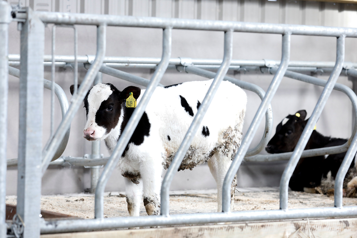 Calf Diagonal Barrier - Teemore Engineering - Livestock Housing Specialists