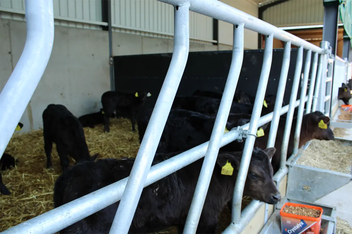 Calf Diagonal Barrier - Teemore Engineering - Livestock Housing Specialists