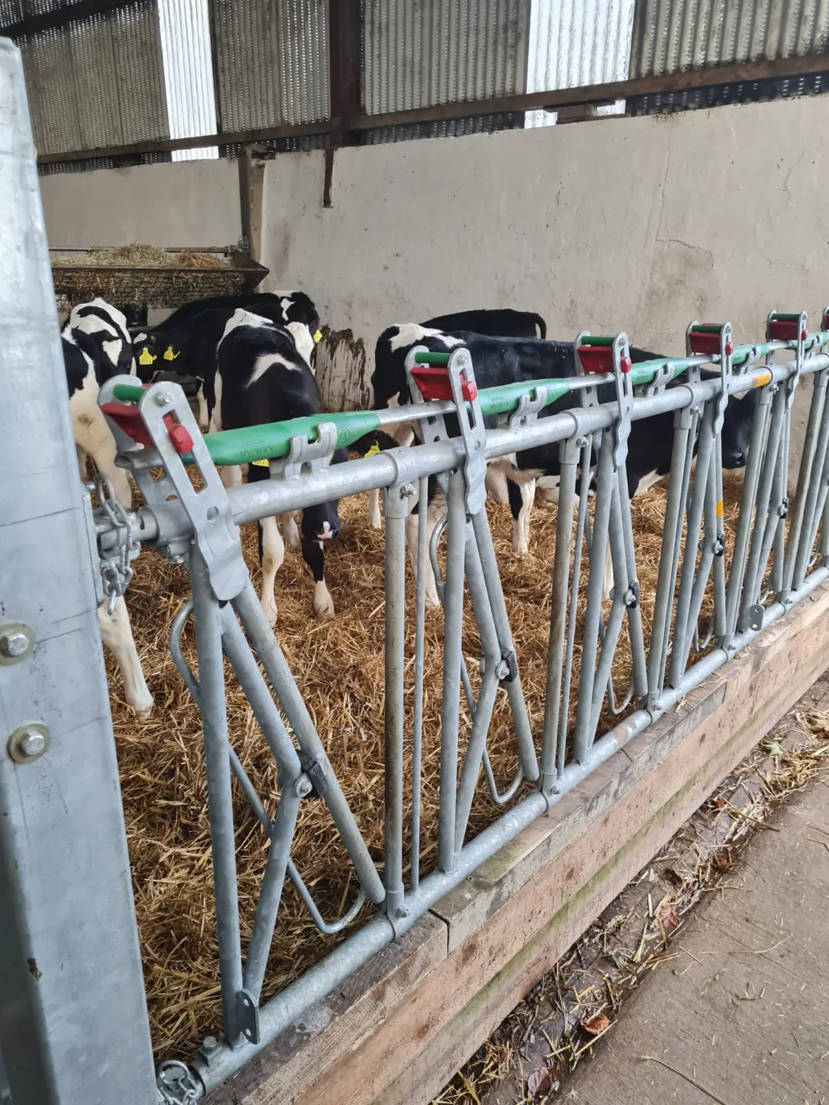 Calf Headlocks - Teemore Engineering - Livestock Housing Specialists
