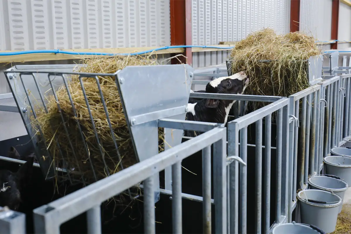 Calf Pen Hay Rack - Teemore Engineering - Livestock Housing Specialists