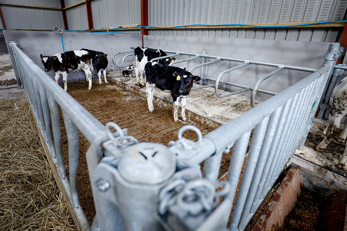 Calf Separation Panels - Teemore Engineering - Livestock Housing ...