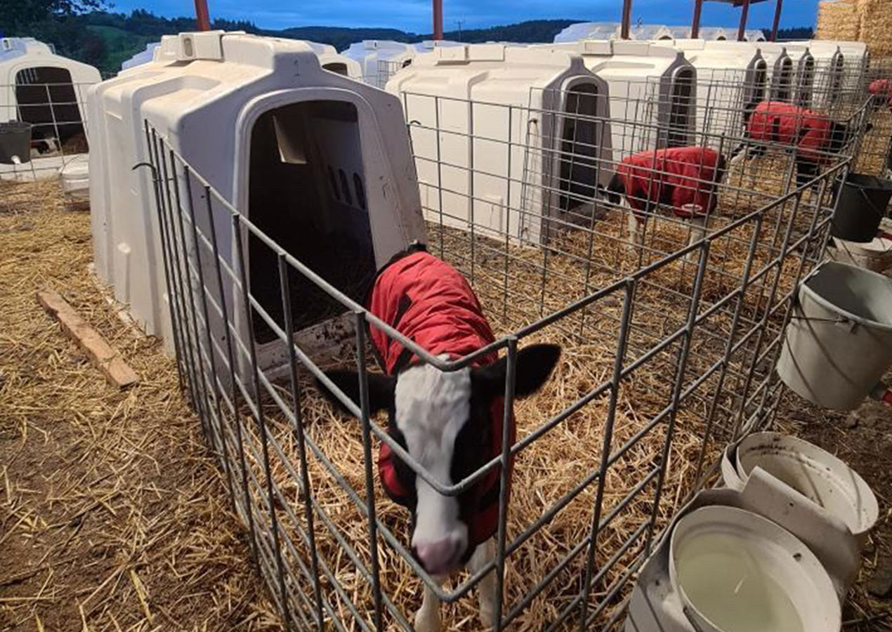 Transformed Calf Rearing - Teemore Engineering - Livestock Housing ...